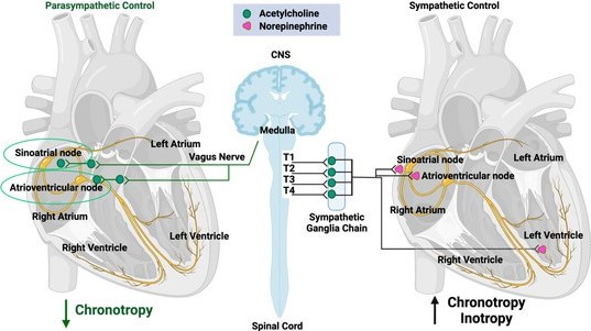POTS (Postural Orthostatic Tachycardia Syndrome) - Healthooz