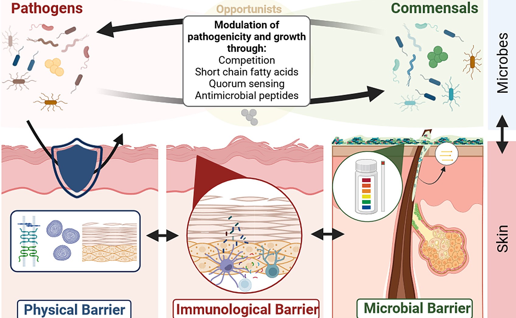 Skin Microbiome Disruption from Overuse of Antibacterial Products ...